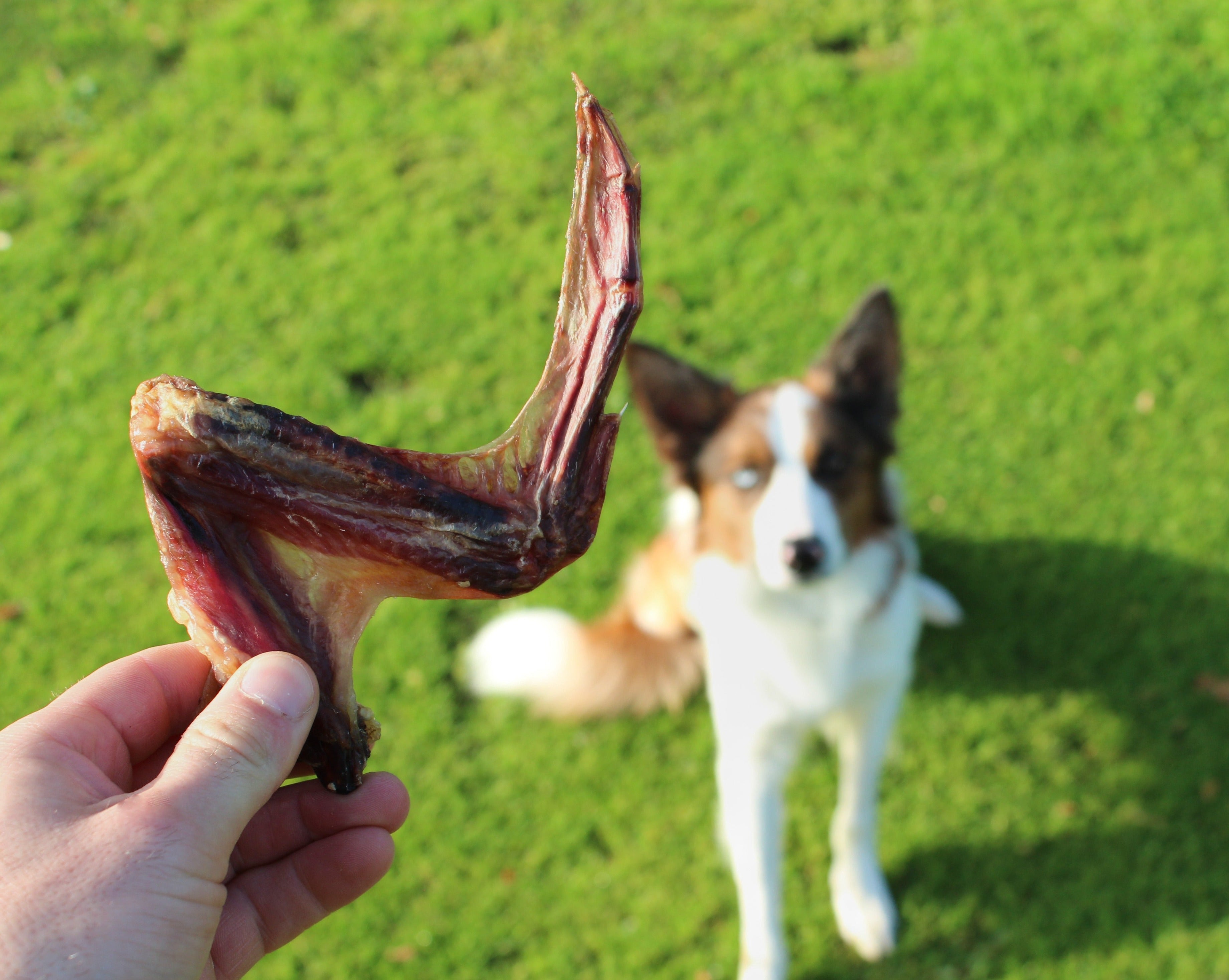 Duck Wing – Pettey Pack Treats