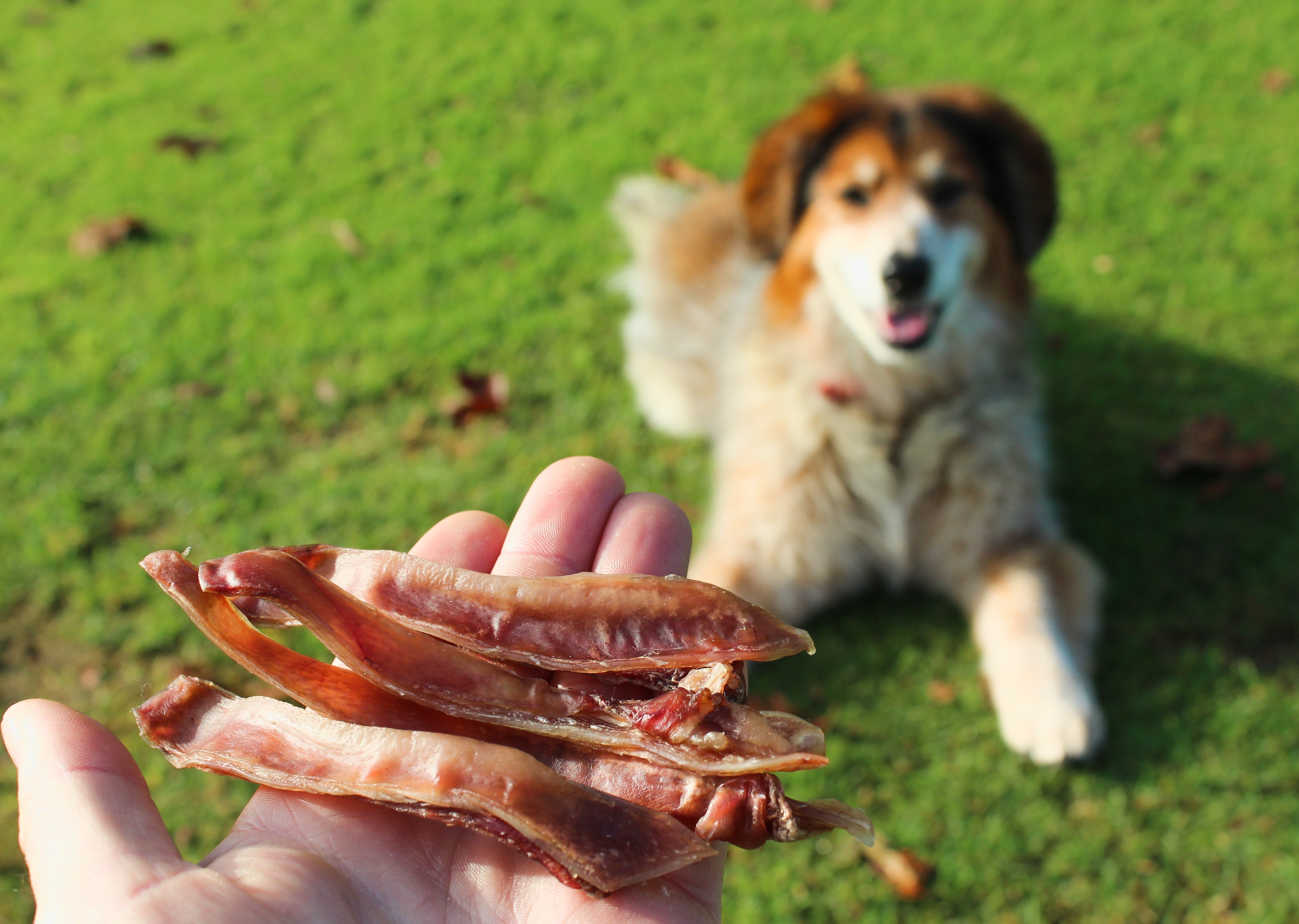 Pig Ear Strips – Pettey Pack Treats